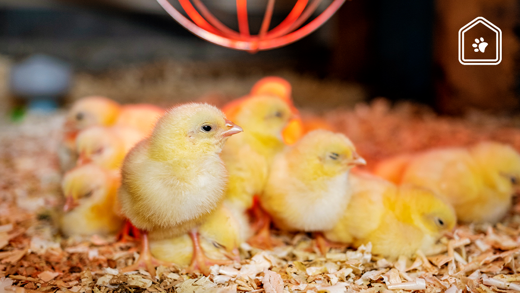 Geef een dier een beter leven bij deze dierenopvangen