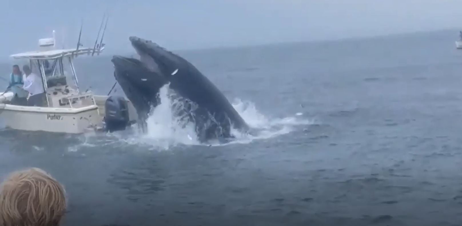Walvis klapte keihard op Rylands boot: 'Ik zie steeds weer die bek voor me'