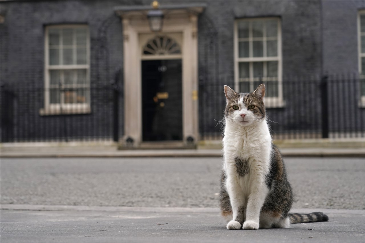 'Downing Street bereidt zich voor op overlijden Larry the cat'