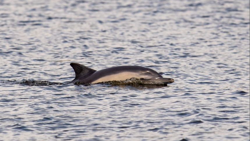 Dolfijn uit Noordzeekanaal op eigen kracht terug naar zee gezwommen