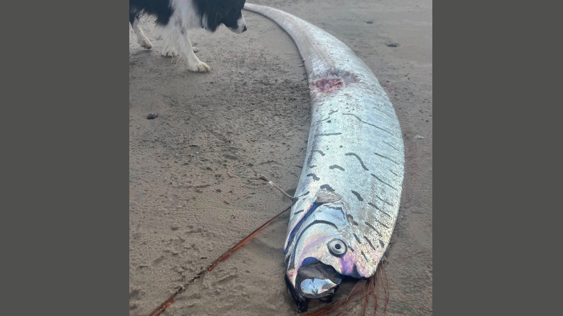 Meterslange zeldzame riemvis aangespoeld in Australië