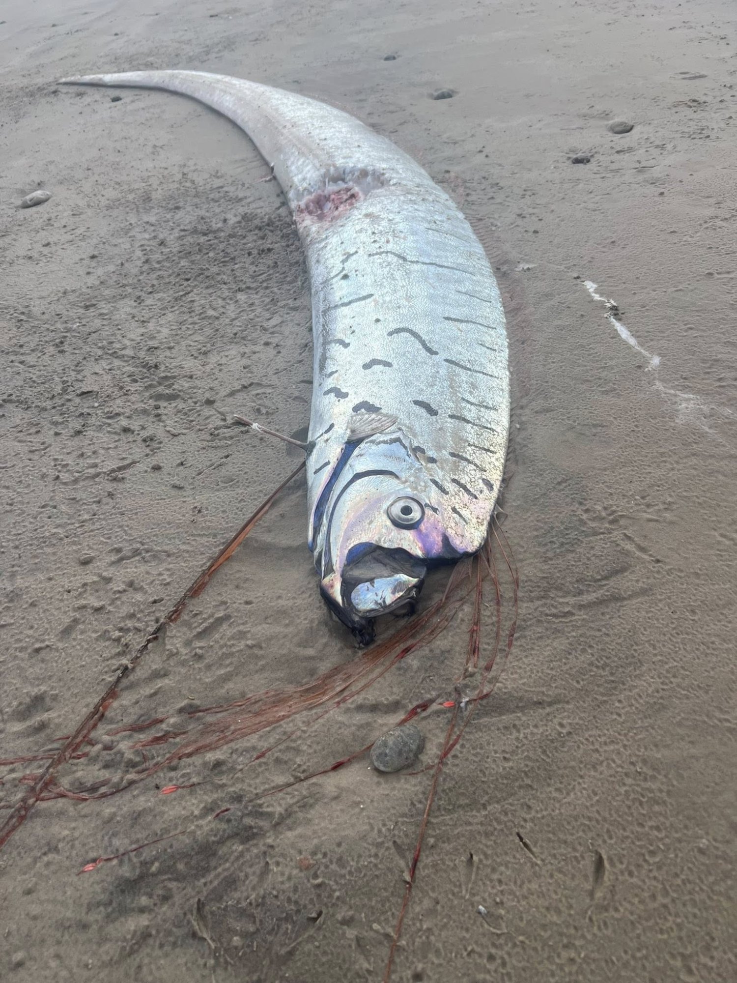 Meterslange zeldzame riemvis aangespoeld in Australië