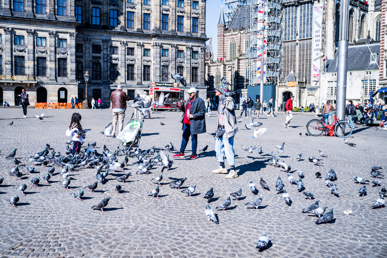 Mumbai verbiedt voeren van duiven vanwege ziekten: moeten wij ons ook ...