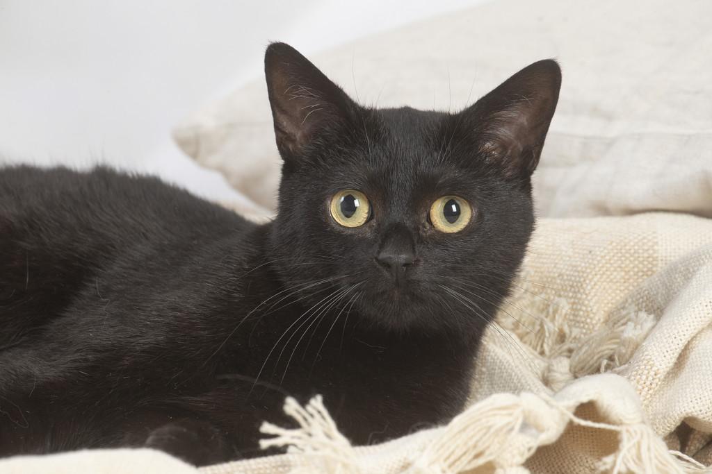 Zwarte katten offeren bij Halloween: Spaanse stad wil einde aan dubieus ...