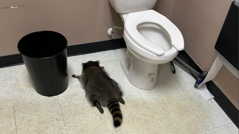 Wasbeer laat ravage achter in slijterij, slaapt roes uit in toilet