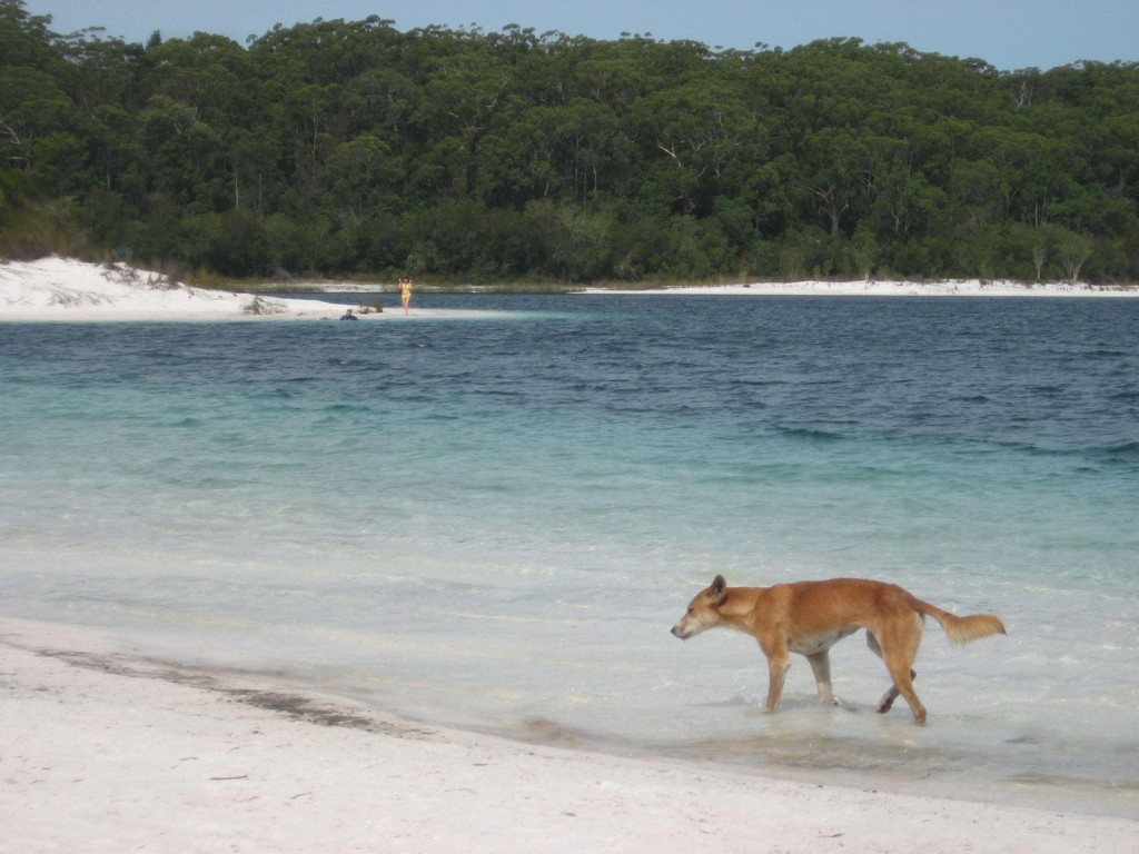 Dode vrouw gevonden omringd door dingo's op populair Australisch eiland ...