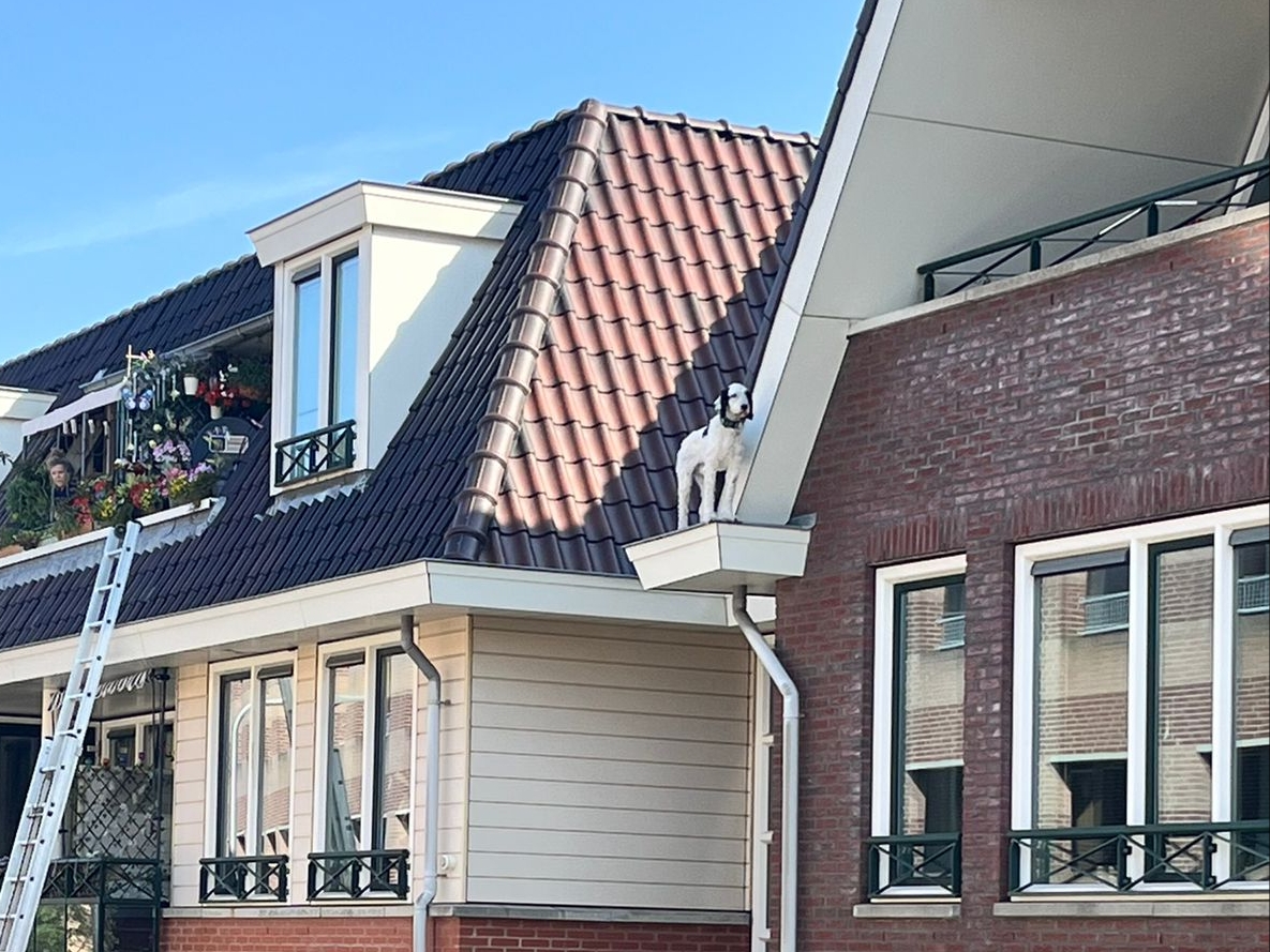 Brandweer redt hond Guus na sprong van balkon