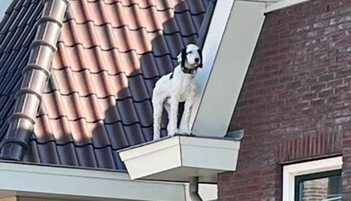 Brandweer redt hond Guus na sprong van balkon