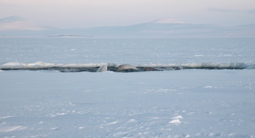 Russische expeditie naar witte orka