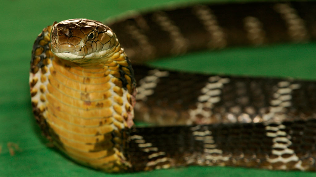 Politie slaat alarm: giftige cobra ontsnapt