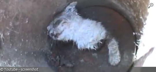 Katje levend begraven in beton