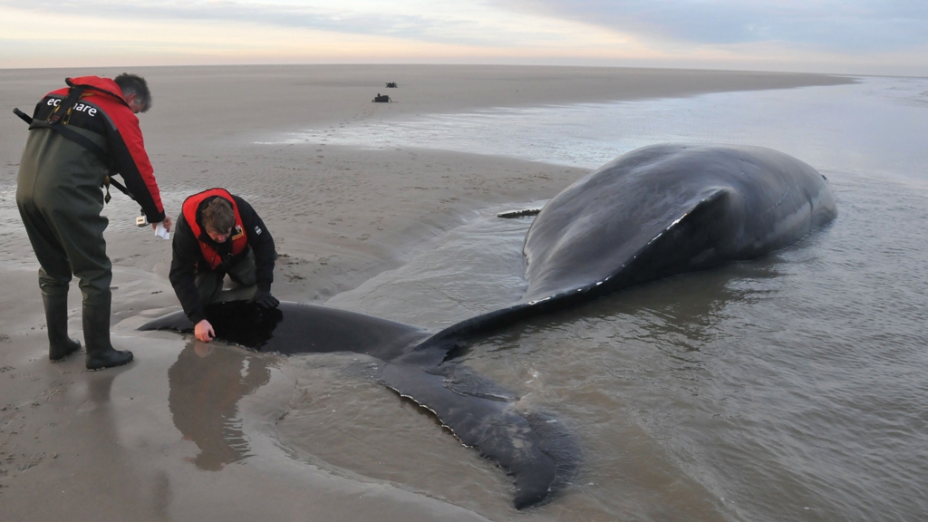 Fittie over de rug van Johannes | RTL Nieuws | RTL.nl