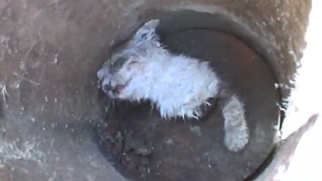 Kat levend begraven in blok beton