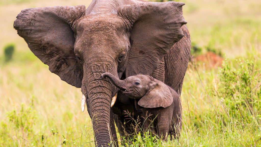 Stroper wil olifant doden maar wordt zelf vertrapt