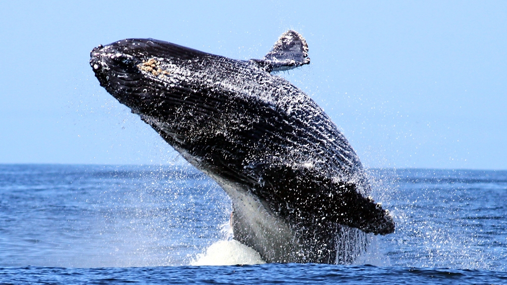 Walvis verplettert boot; drie gewonden