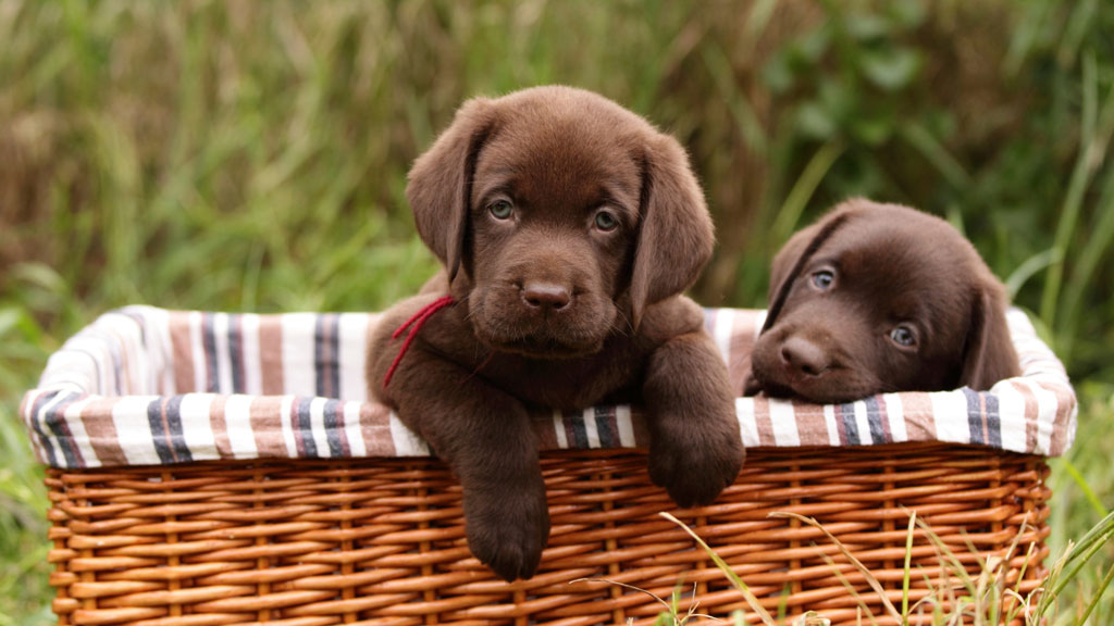 127.000 maken bezwaar tegen proeven op labradors