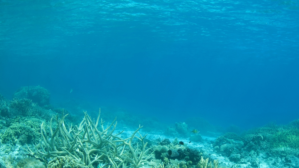 Bacteriën vormen stroomkabel op zeebodem