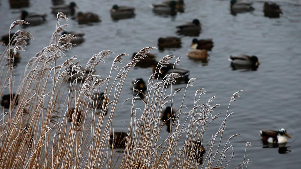 'Tien dagen krachtige dooi lijkt zeker'