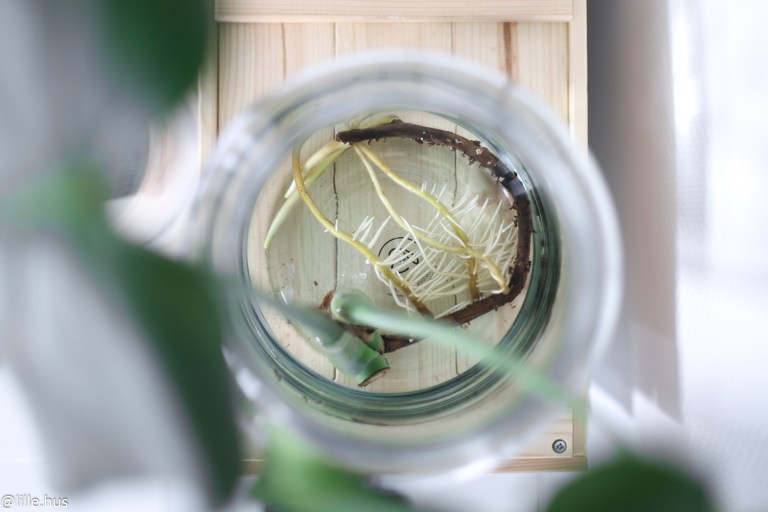 Monstera deliciosa stekken: zo doe je dat!