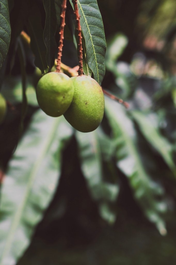 Zo kweek je zelf een mangoboom uit een pit