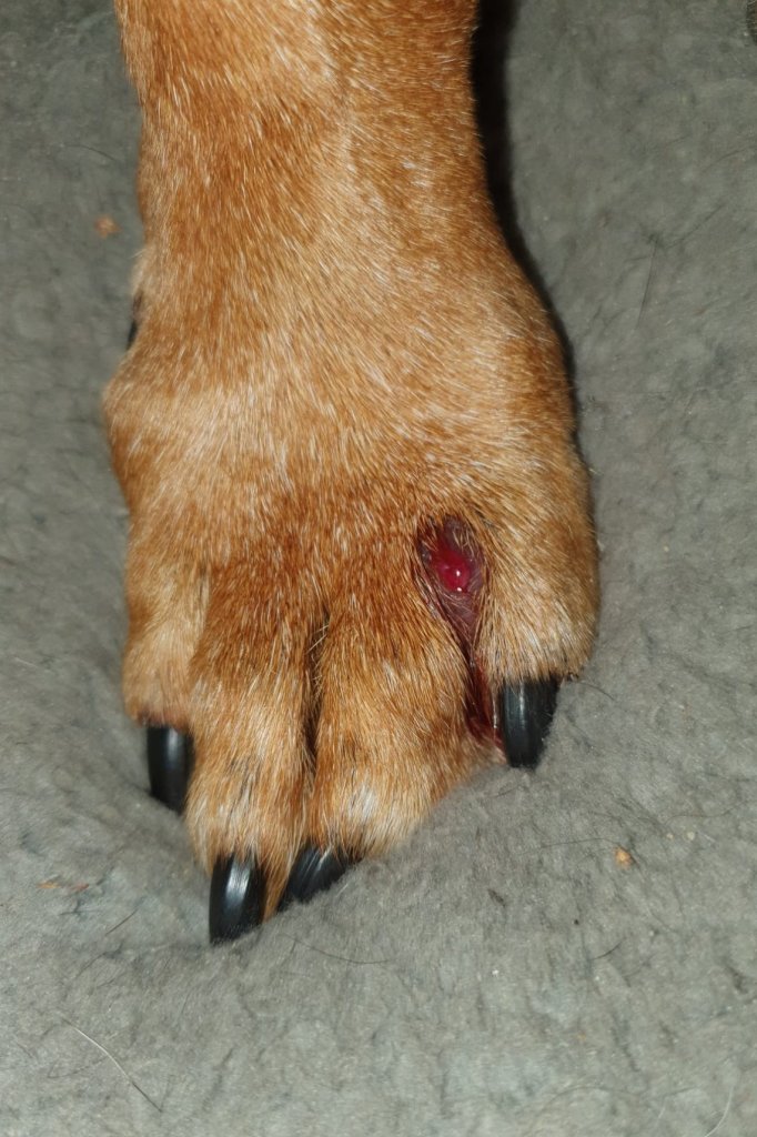 Honden lopen gevaar door bermplanten: 'Onder het mes door grasaar'