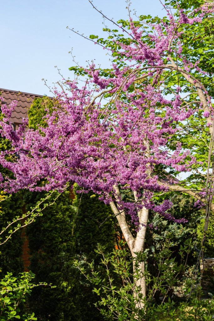 5 kleurrijke bomen die perfect zijn voor een kleine tuin